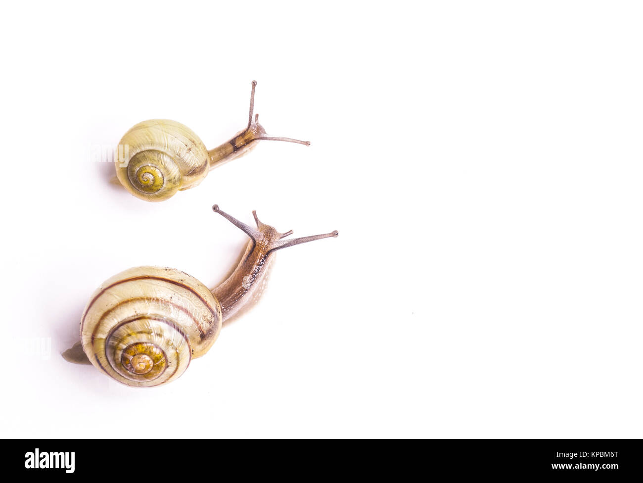 Land snail no white hi-res stock photography and images - Alamy
