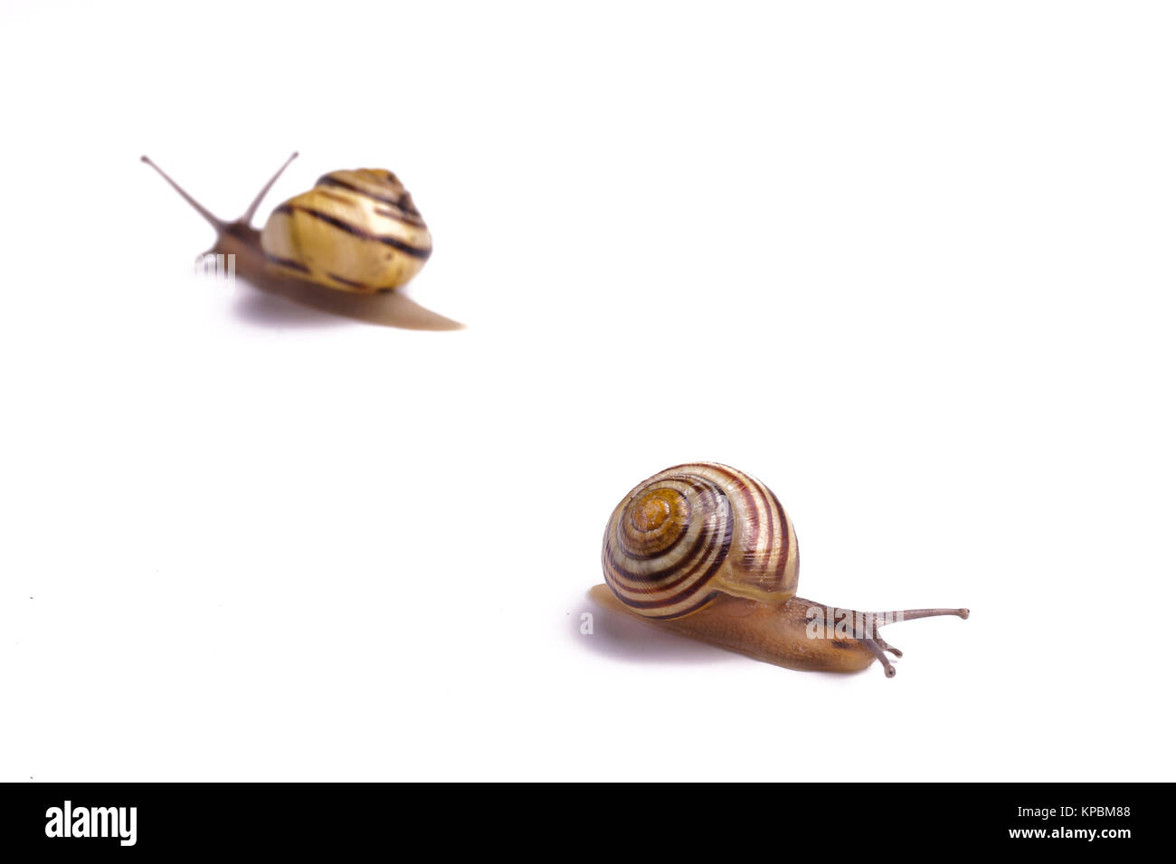 Common garden snails Cut Out Stock Images & Pictures - Alamy