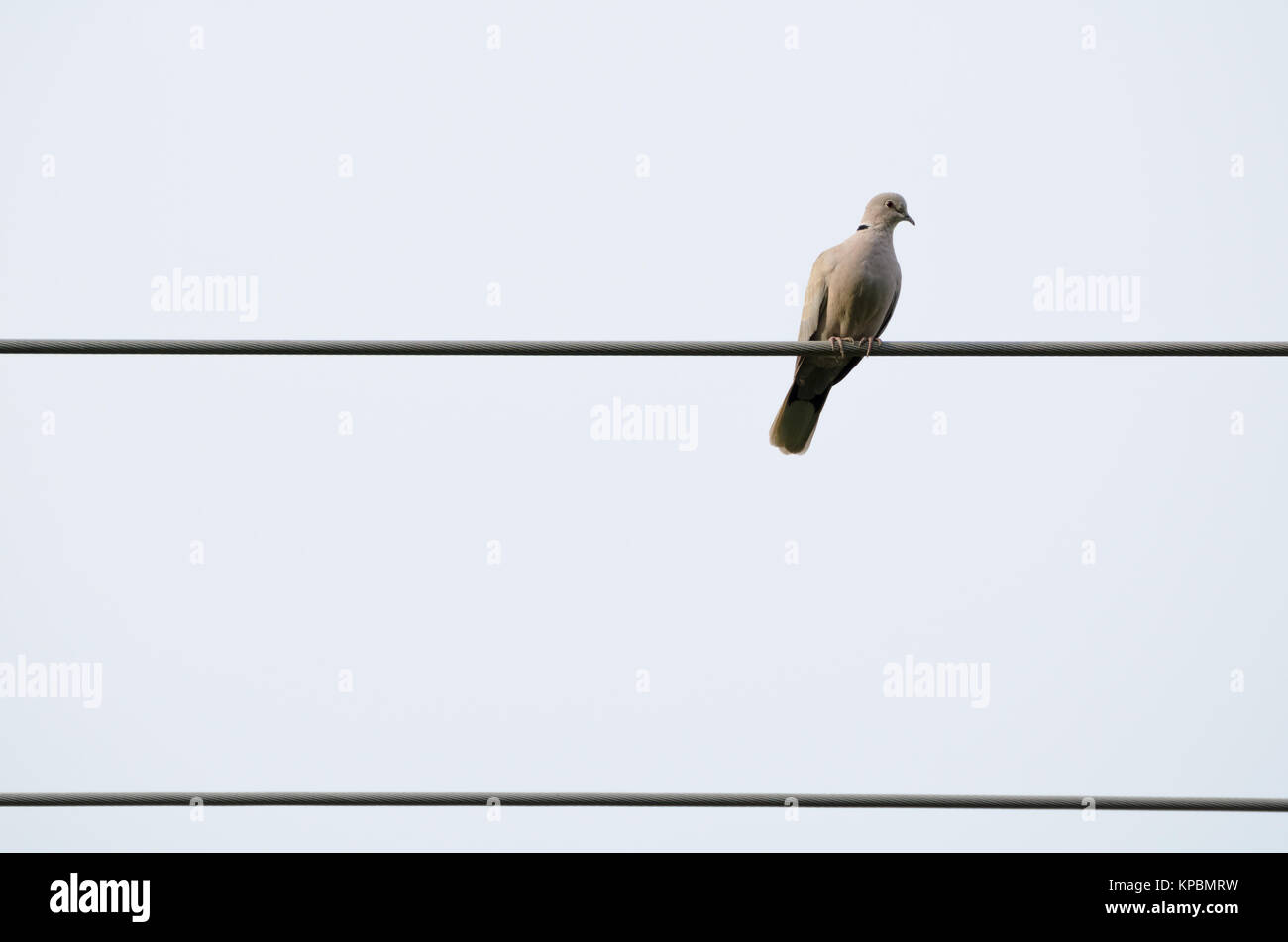 Pigeon on Electric Wire Stock Photo - Alamy