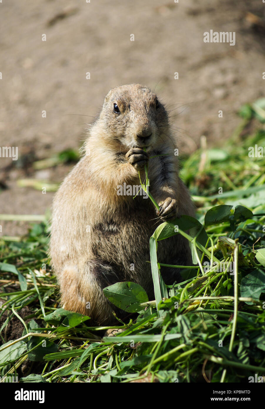 Prairie dog eating Stock Photo - Alamy
