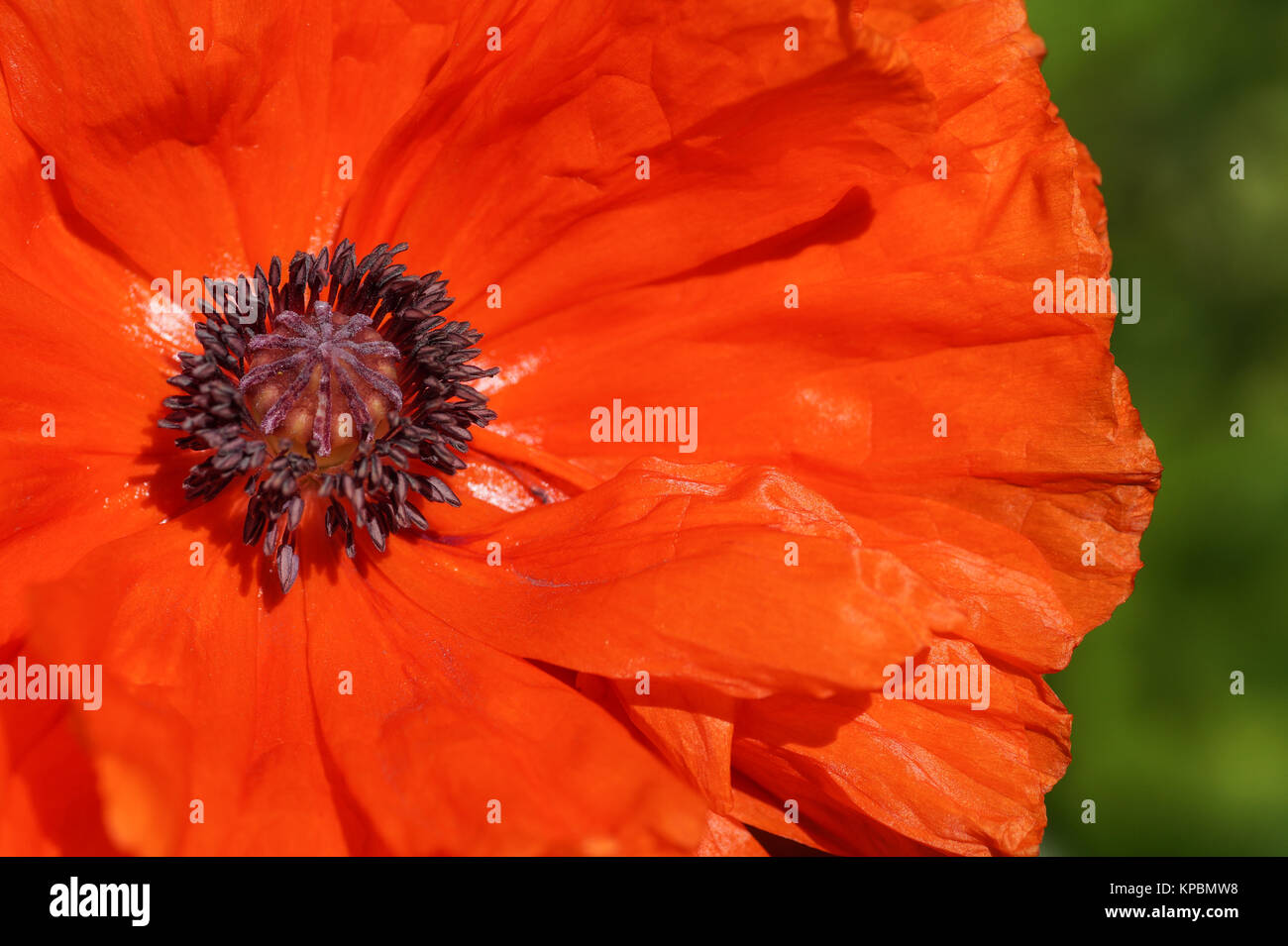 Closeup single orange poppy hi-res stock photography and images - Alamy