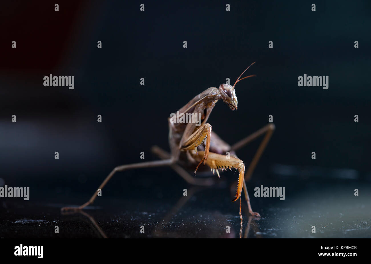 large female of the mantis Stock Photo - Alamy