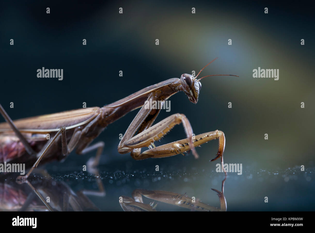large female of the mantis Stock Photo - Alamy