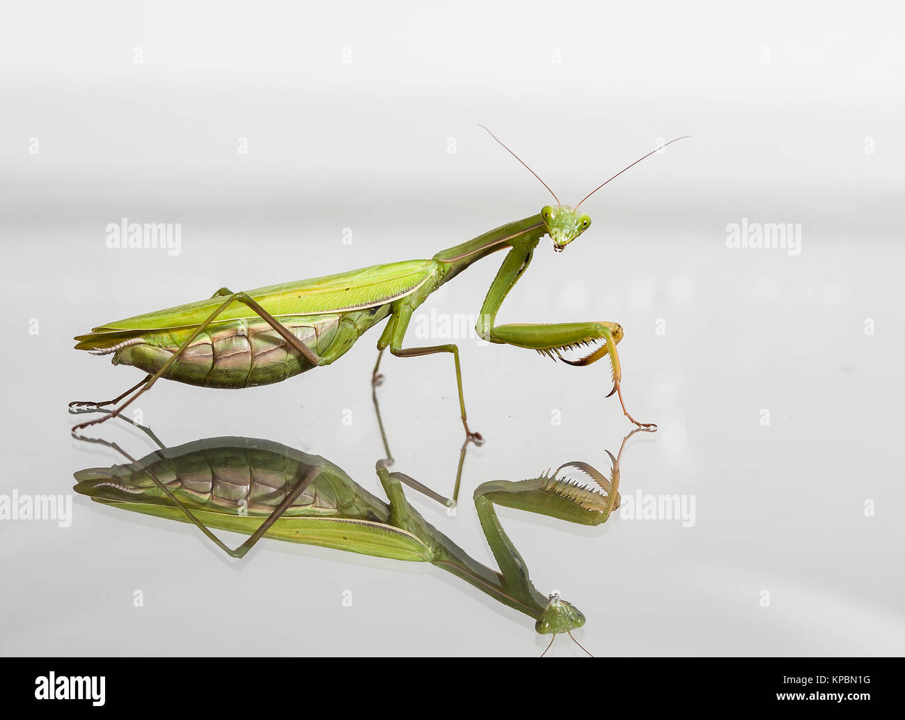 large female of the mantis Stock Photo - Alamy