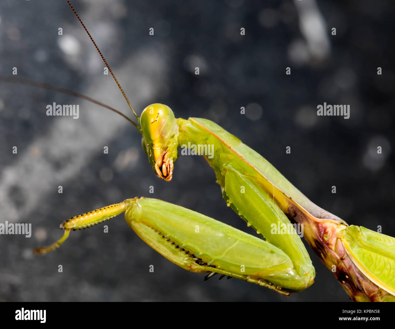 large female of the mantis Stock Photo - Alamy