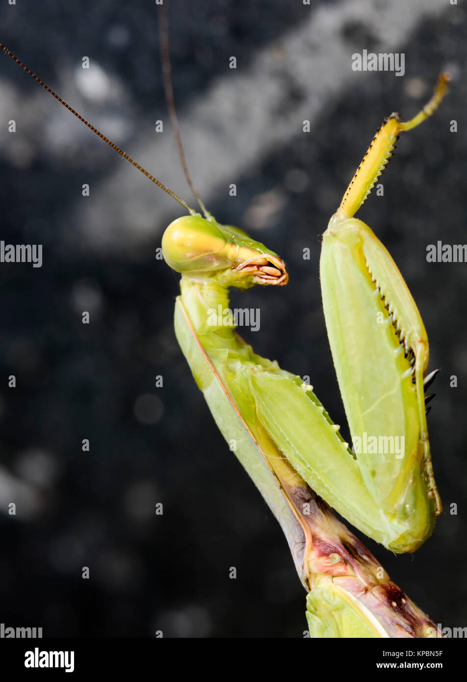 large female of the mantis Stock Photo - Alamy