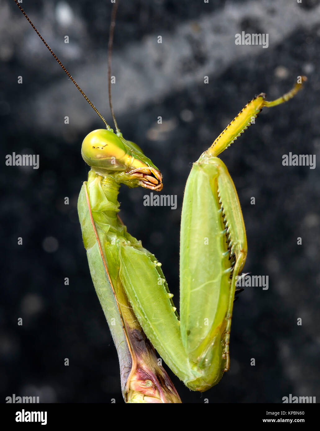 large female of the mantis Stock Photo - Alamy