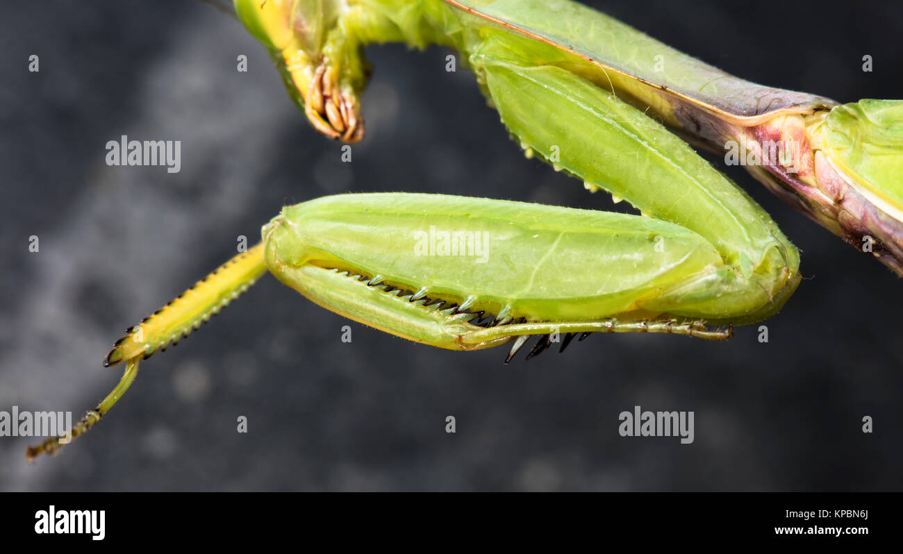 Mantis as pets hi-res stock photography and images - Alamy