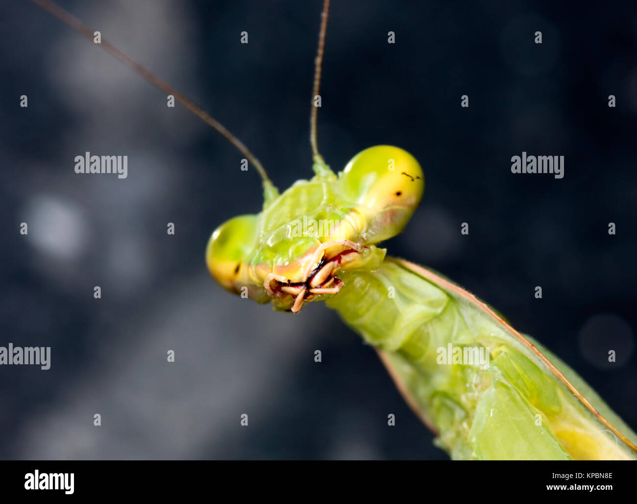 large female of the mantis Stock Photo - Alamy