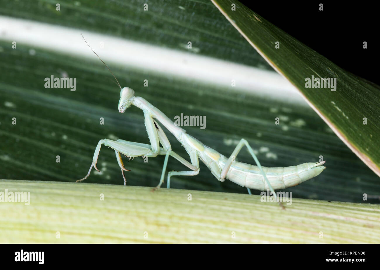 large female of the mantis Stock Photo - Alamy