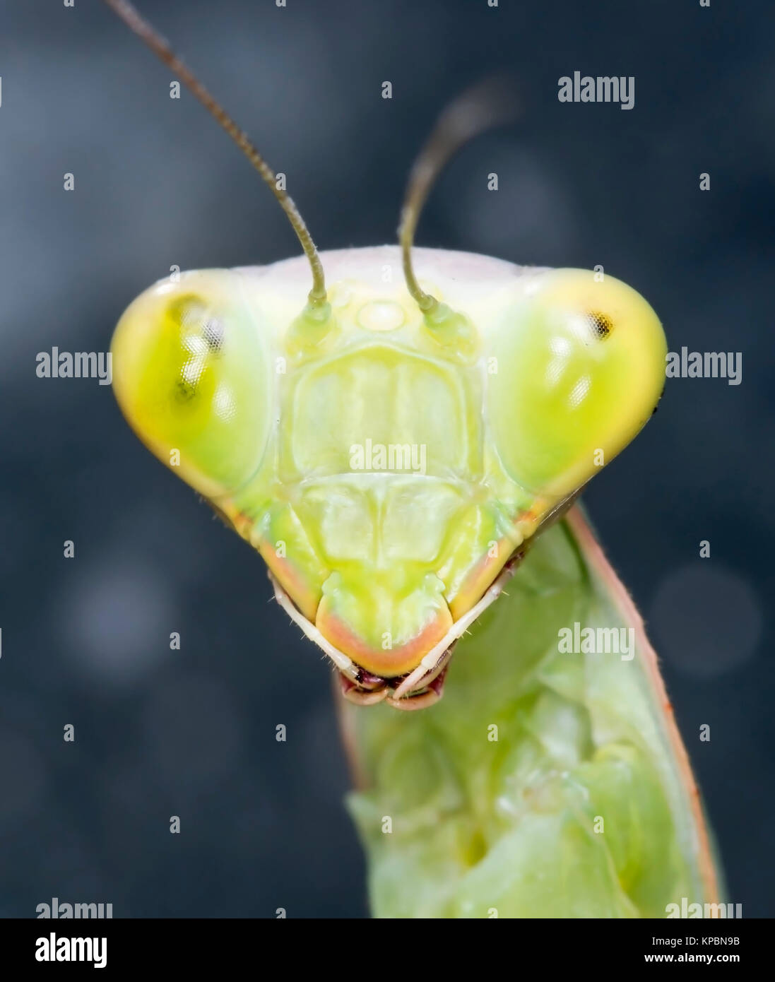 large female of the mantis Stock Photo - Alamy