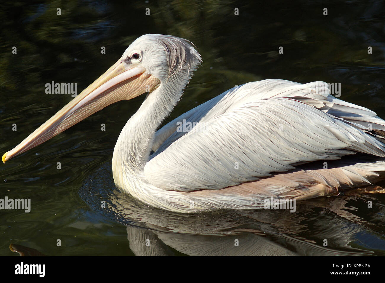 Pink Backed Pelican Stock Photo - Alamy