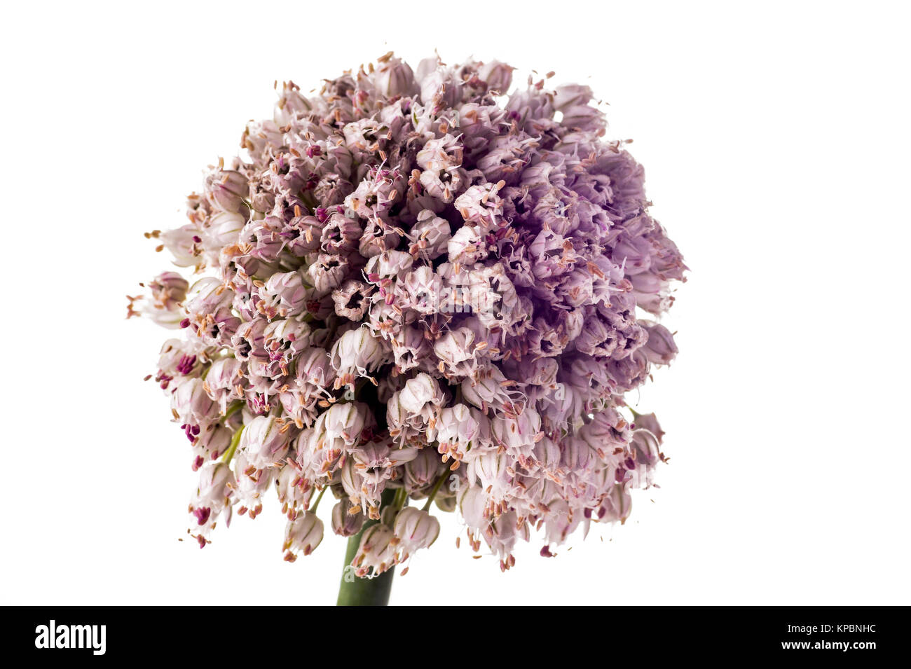 An leaf sheath Cut Out Stock Images & Pictures - Alamy