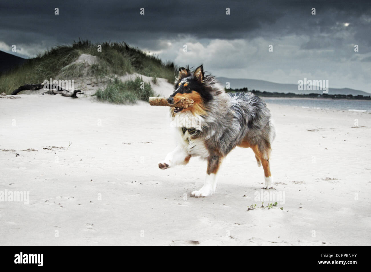 Fetch the stick hi-res stock photography and images - Alamy