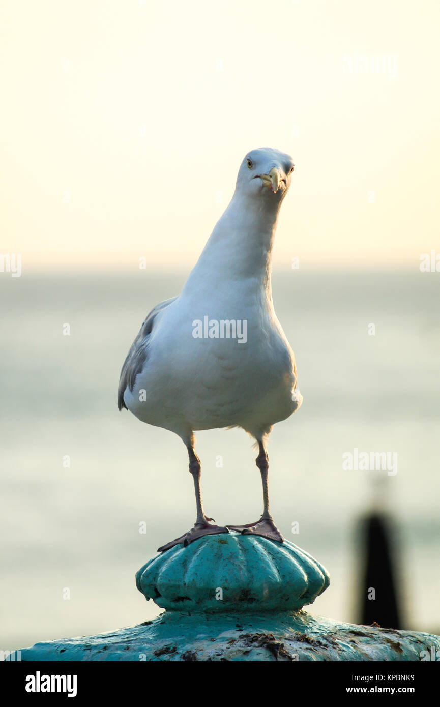 seagull with funny pose and expression sitting watching Stock Photo - Alamy