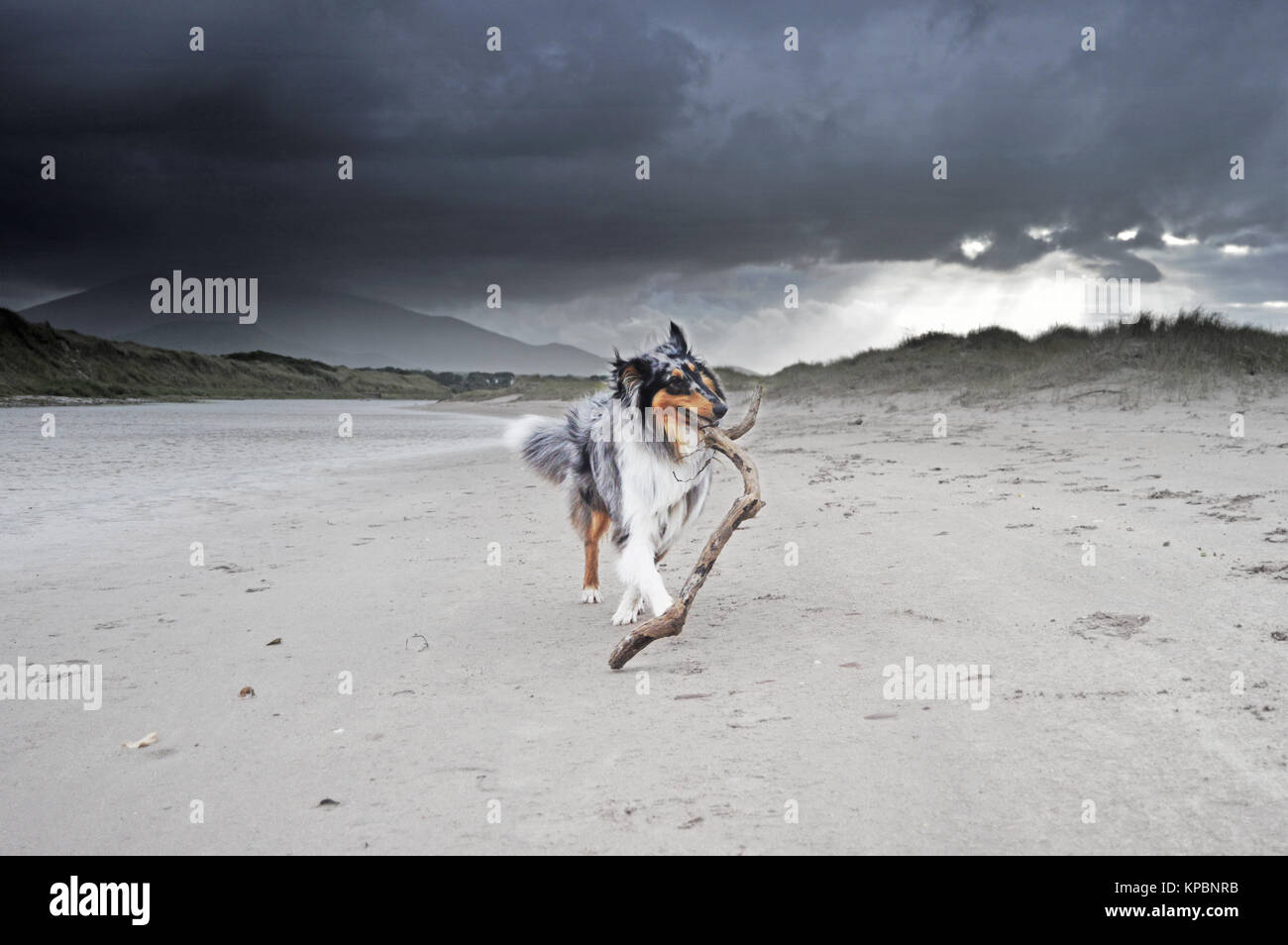 Rough collie dog on beach with stick in Dingle, Ireland Stock Photo - Alamy