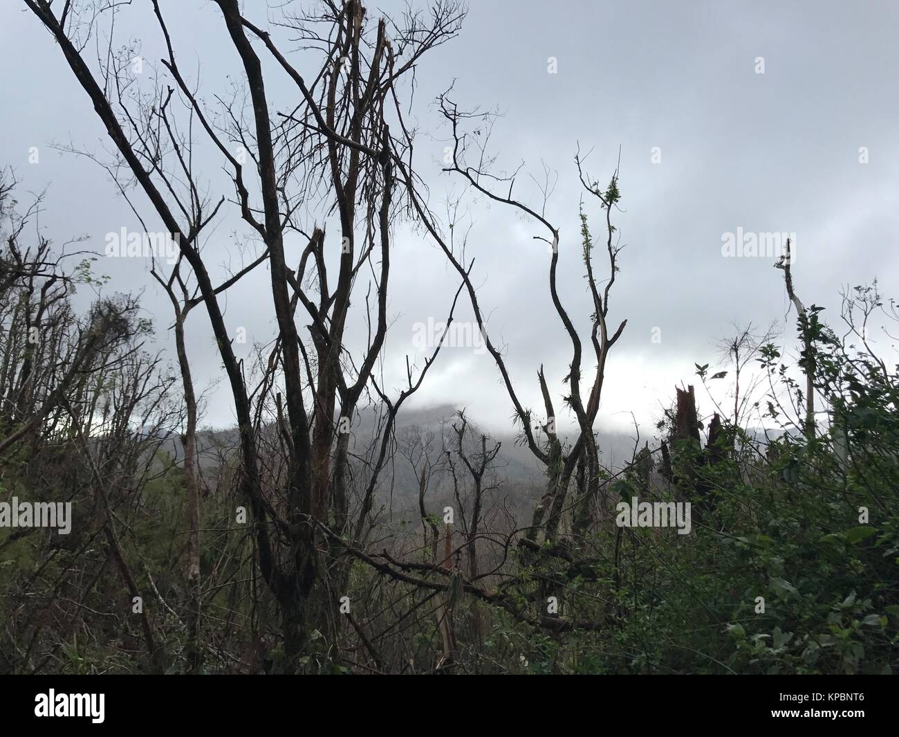 Fallen and shredded trees at the El Yunque National Forest in the ...
