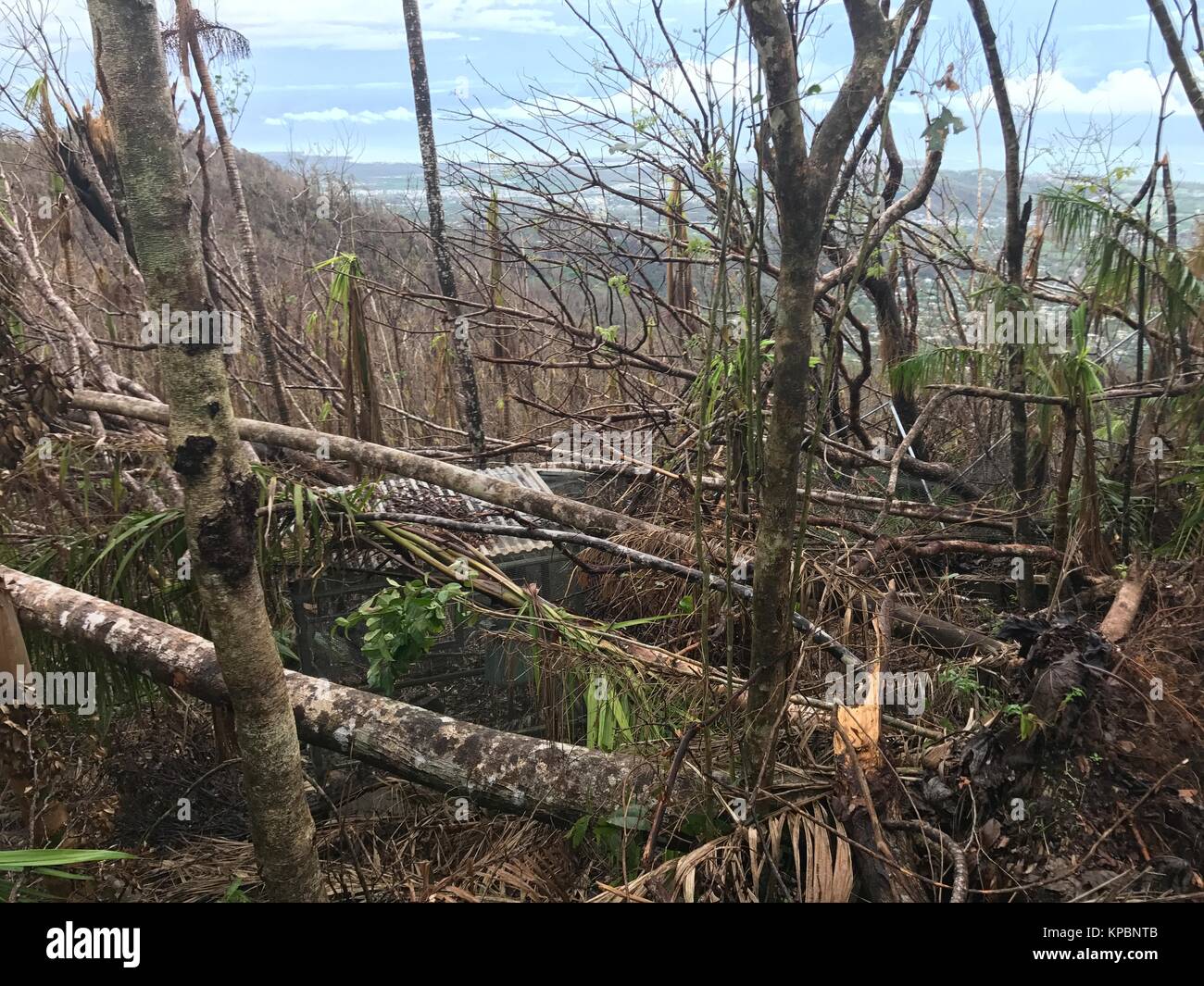 Fallen and shredded trees at the El Yunque National Forest in the ...