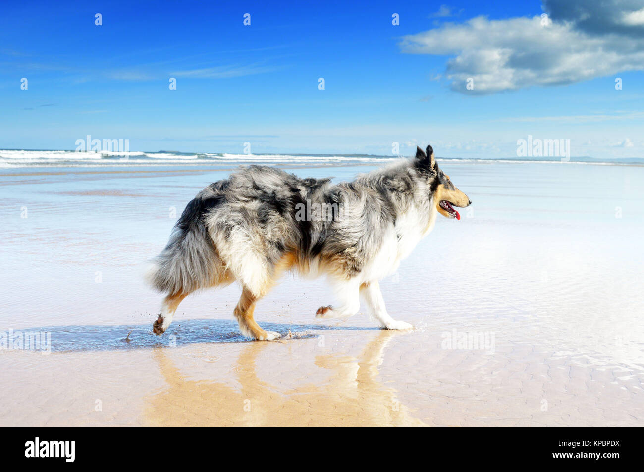 Rough collie dog walking on white sandy beach in Dingle, Ireland Stock ...