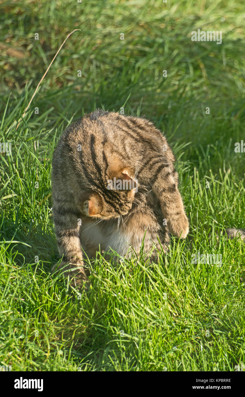 Scottish Wild Cat Washing Endangered Captive Stock Photo - Alamy