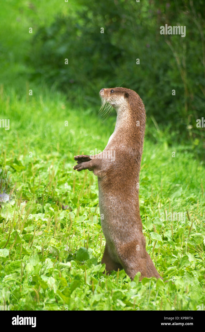 British Otter, Lutra Lutra, Surrey Stock Photo - Alamy