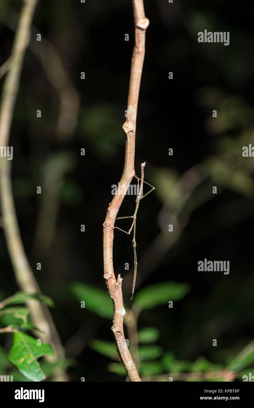 Stick Insect. Order Phasmidae. Borneo Stock Photo - Alamy