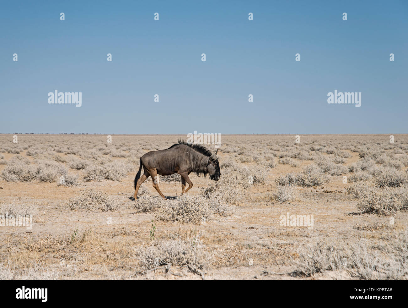 Single blue wildebeest connochaetes hi-res stock photography and images ...