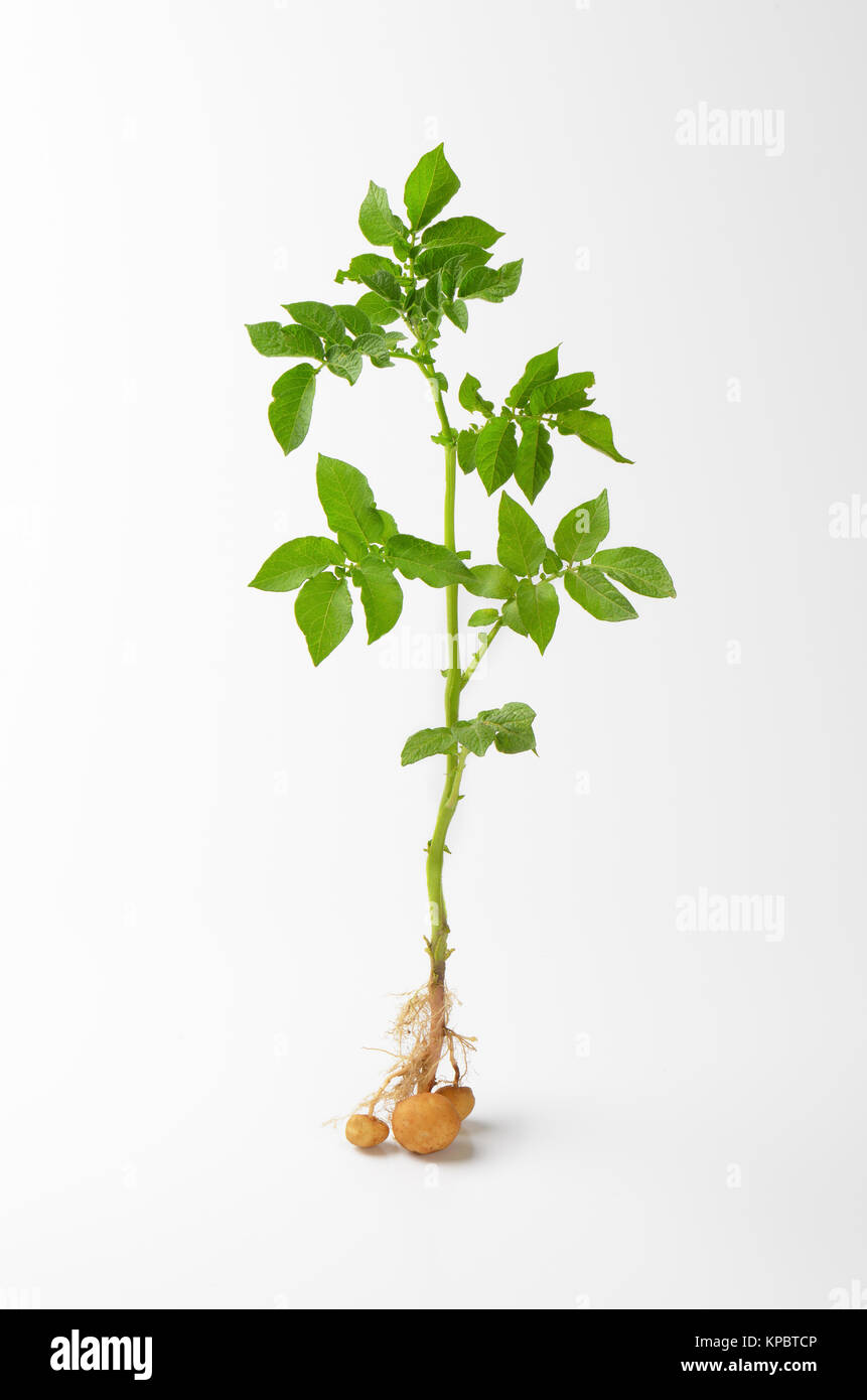 Potato stem tubers hi-res stock photography and images - Alamy