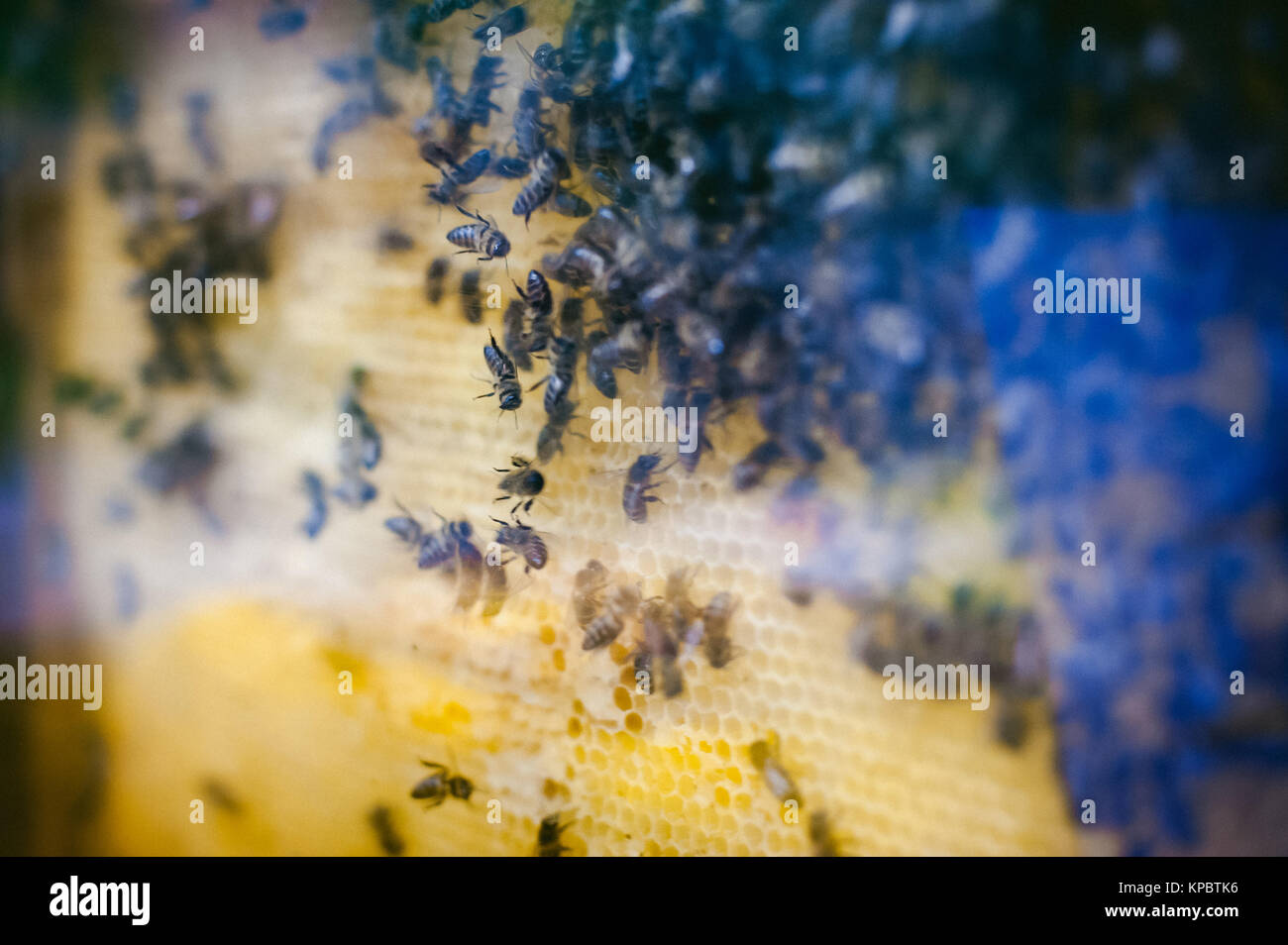 bees on the weave in the frame, farming, honey production Stock Photo ...