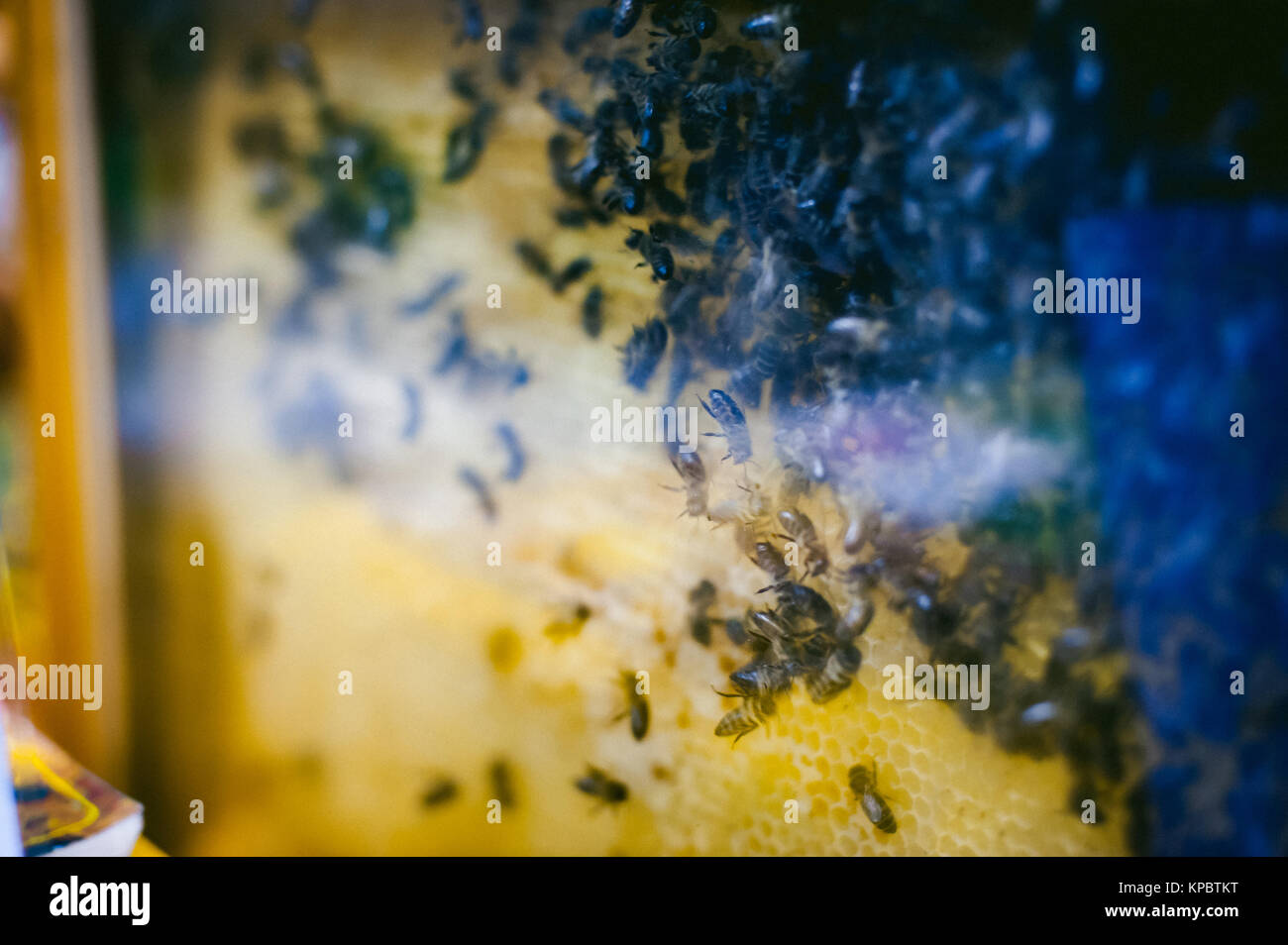 bees on the weave in the frame, farming, honey production Stock Photo ...