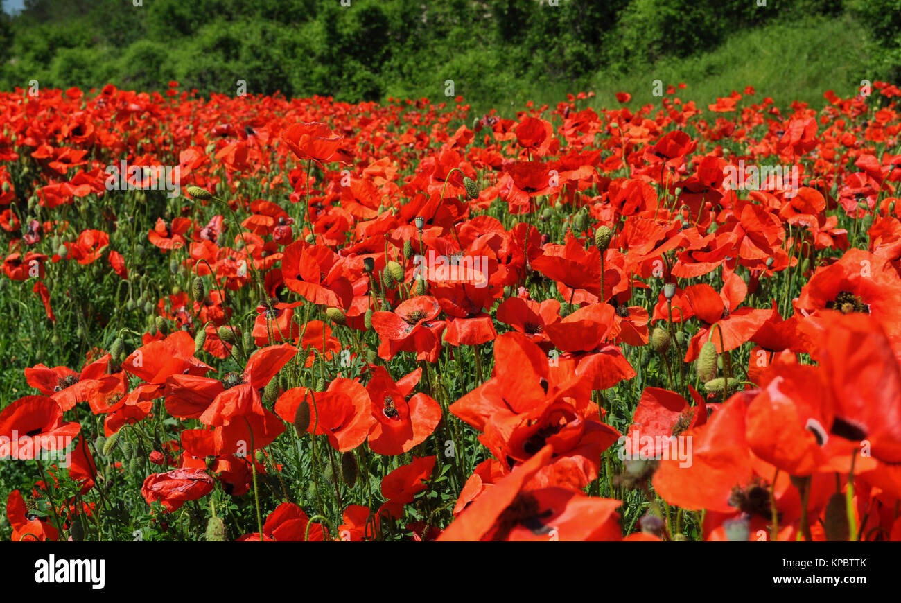 Field of poppies Stock Photo - Alamy