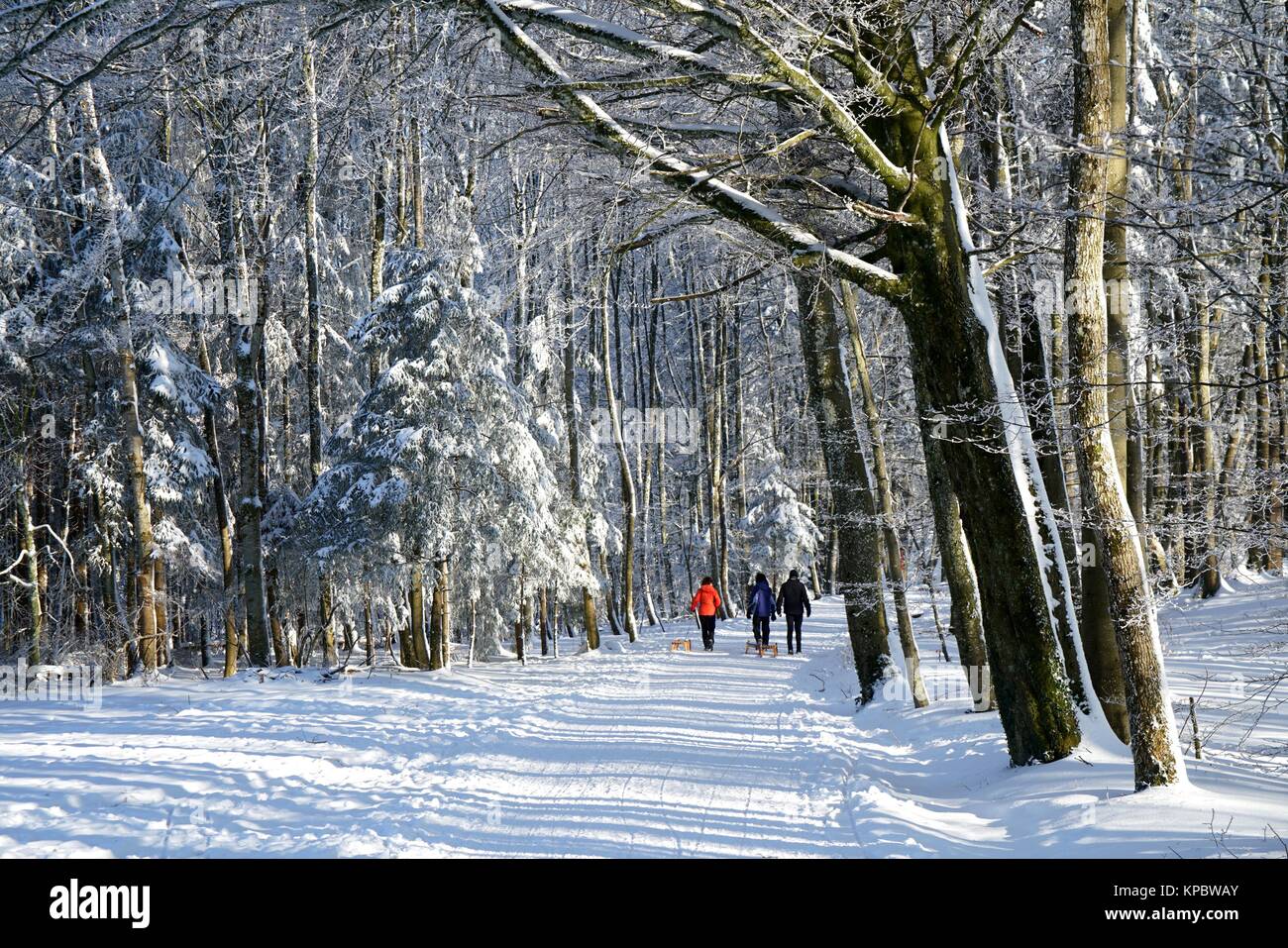 Walk in the Winter Forest Stock Photo - Alamy