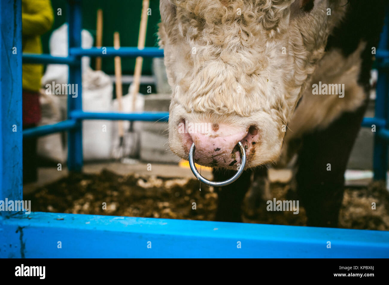 Cattle feed ring hi-res stock photography and images - Alamy