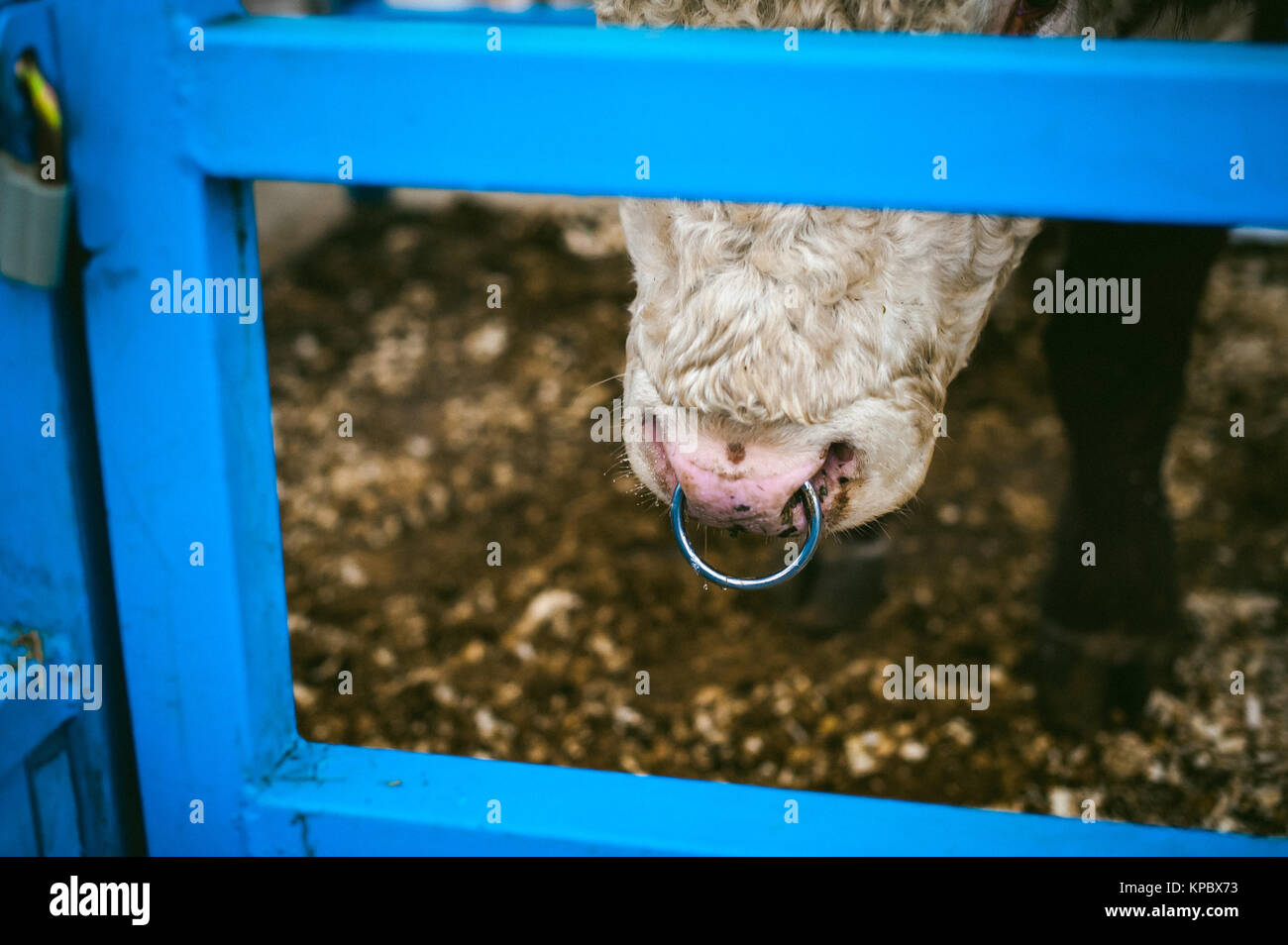 tribal bull producer with a ring in the bow in the pen on the farm ...