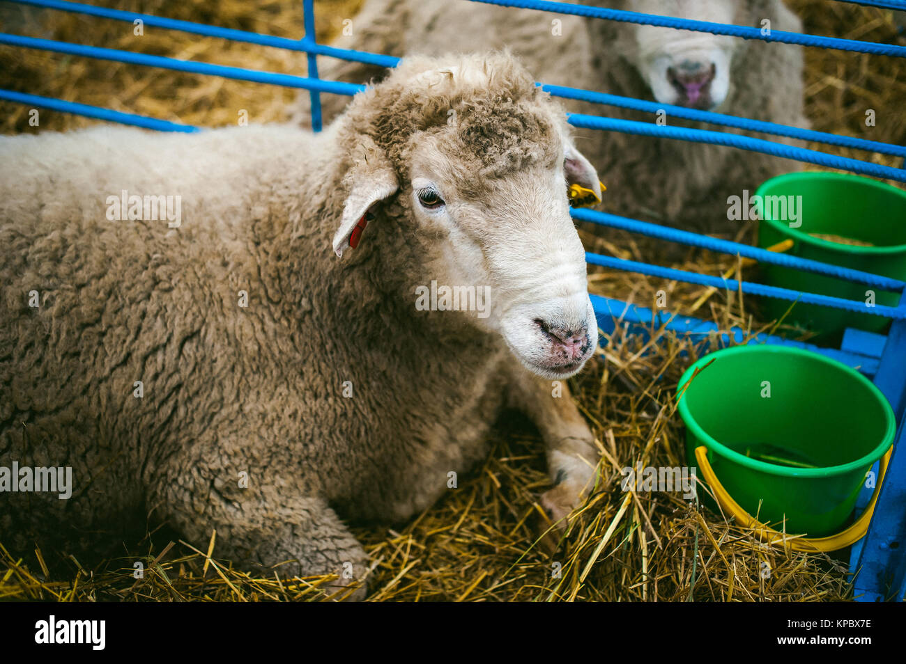 sheep in a cage on a farm, agriculture cattle breeding Stock Photo - Alamy