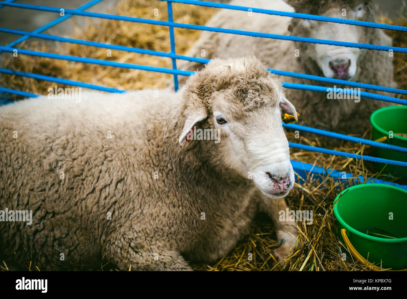 sheep in a cage on a farm, agriculture cattle breeding Stock Photo - Alamy