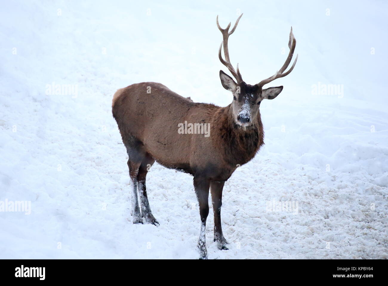 young stag Stock Photo - Alamy