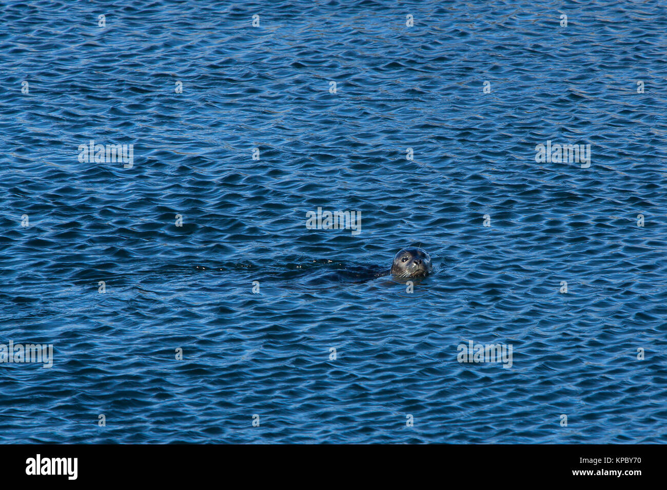 Seal in the Ocean Stock Photo - Alamy