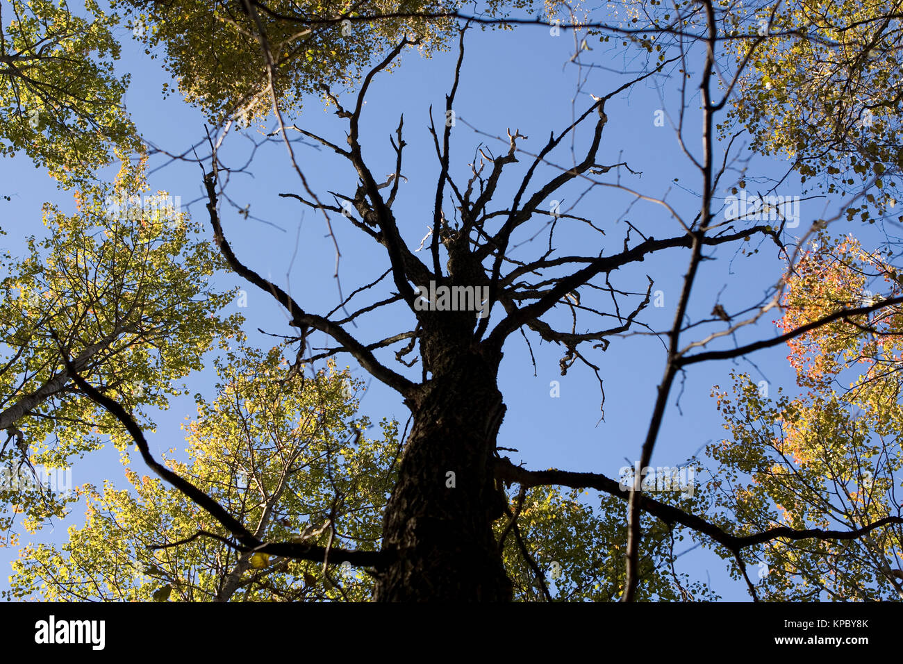 look from below on old dead tree in autumnal forest Stock Photo - Alamy