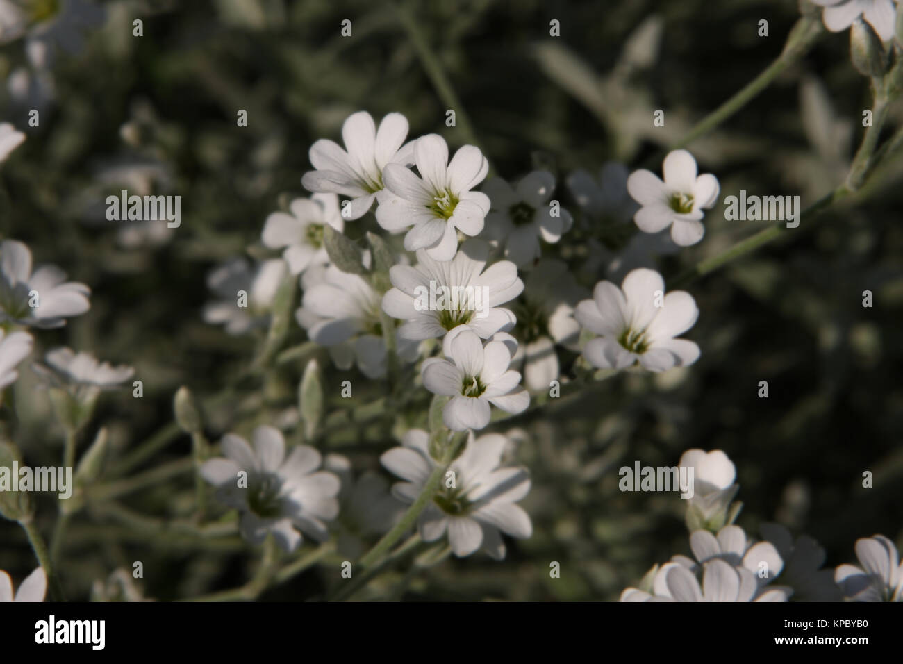 white flowers are hiding in the garden Stock Photo - Alamy