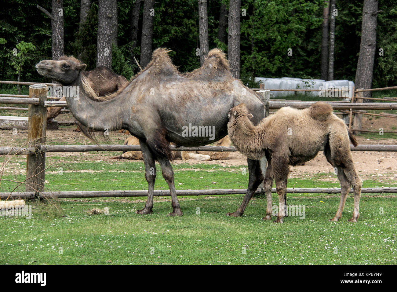 Dubai desert camel family hi-res stock photography and images - Alamy