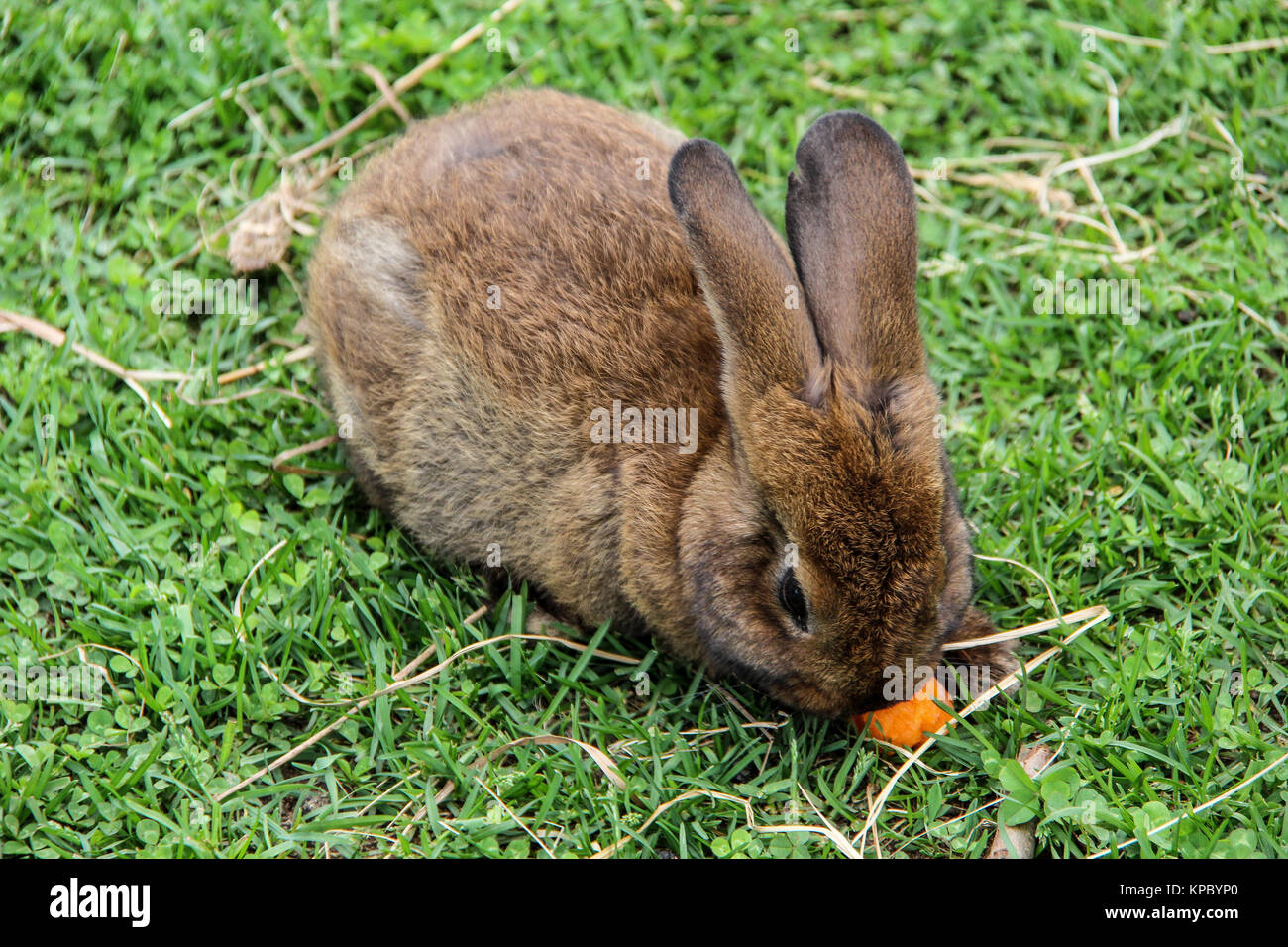 Cute little rabbit eating carrots hi-res stock photography and images ...