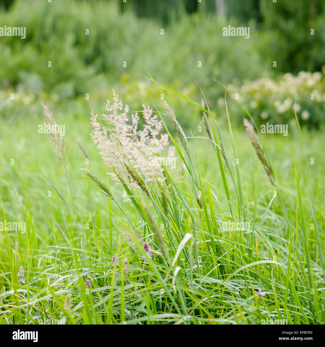 Green grass in the wind Stock Photo - Alamy