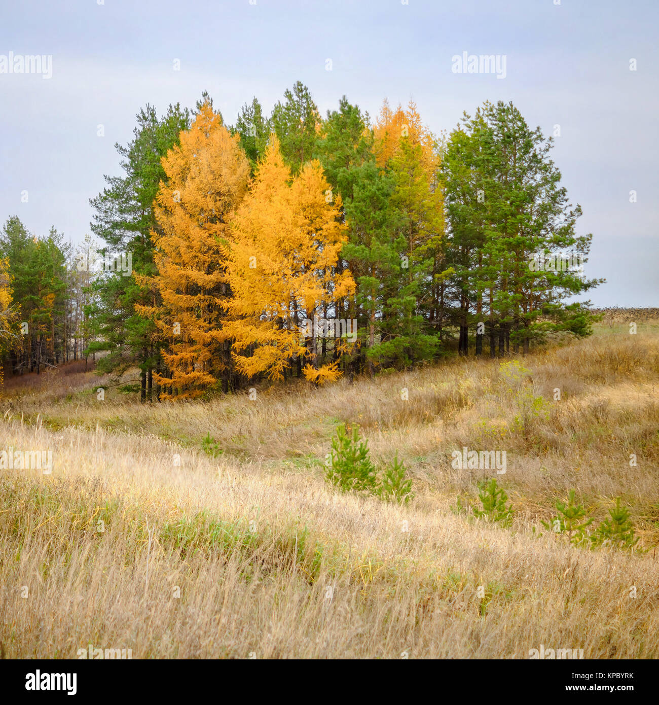 Conifer tree russia hi-res stock photography and images - Alamy