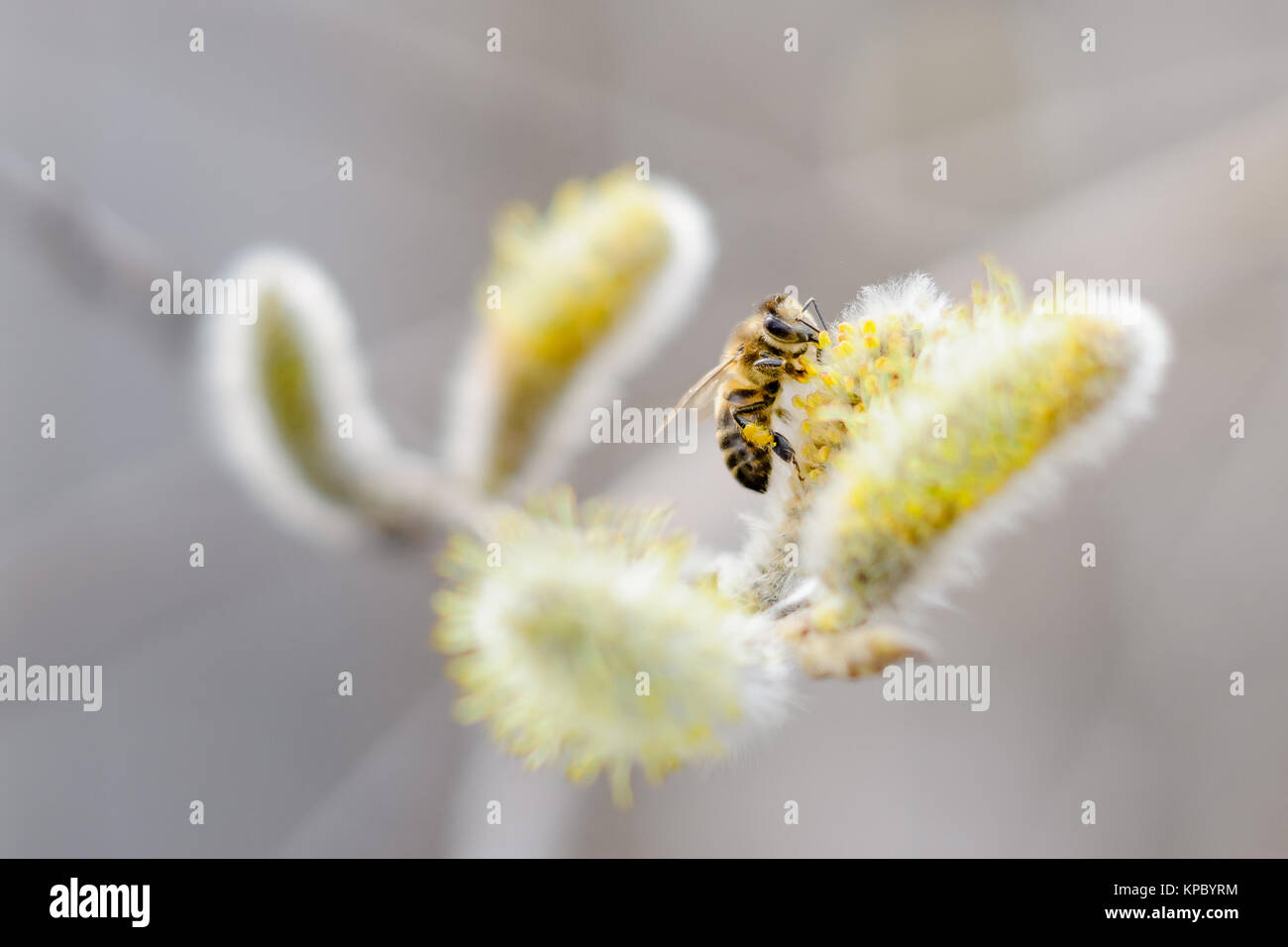 Blossoming willow, bee Stock Photo - Alamy