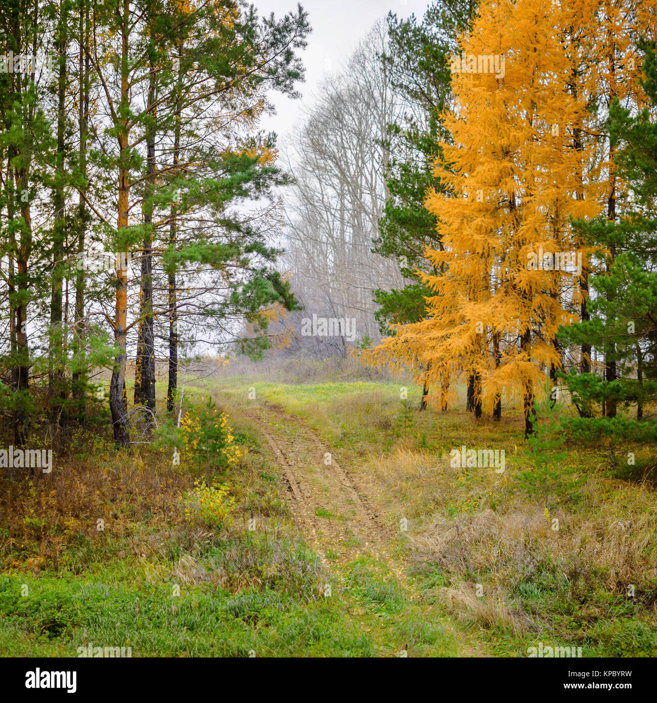 Conifer tree russia hi-res stock photography and images - Alamy