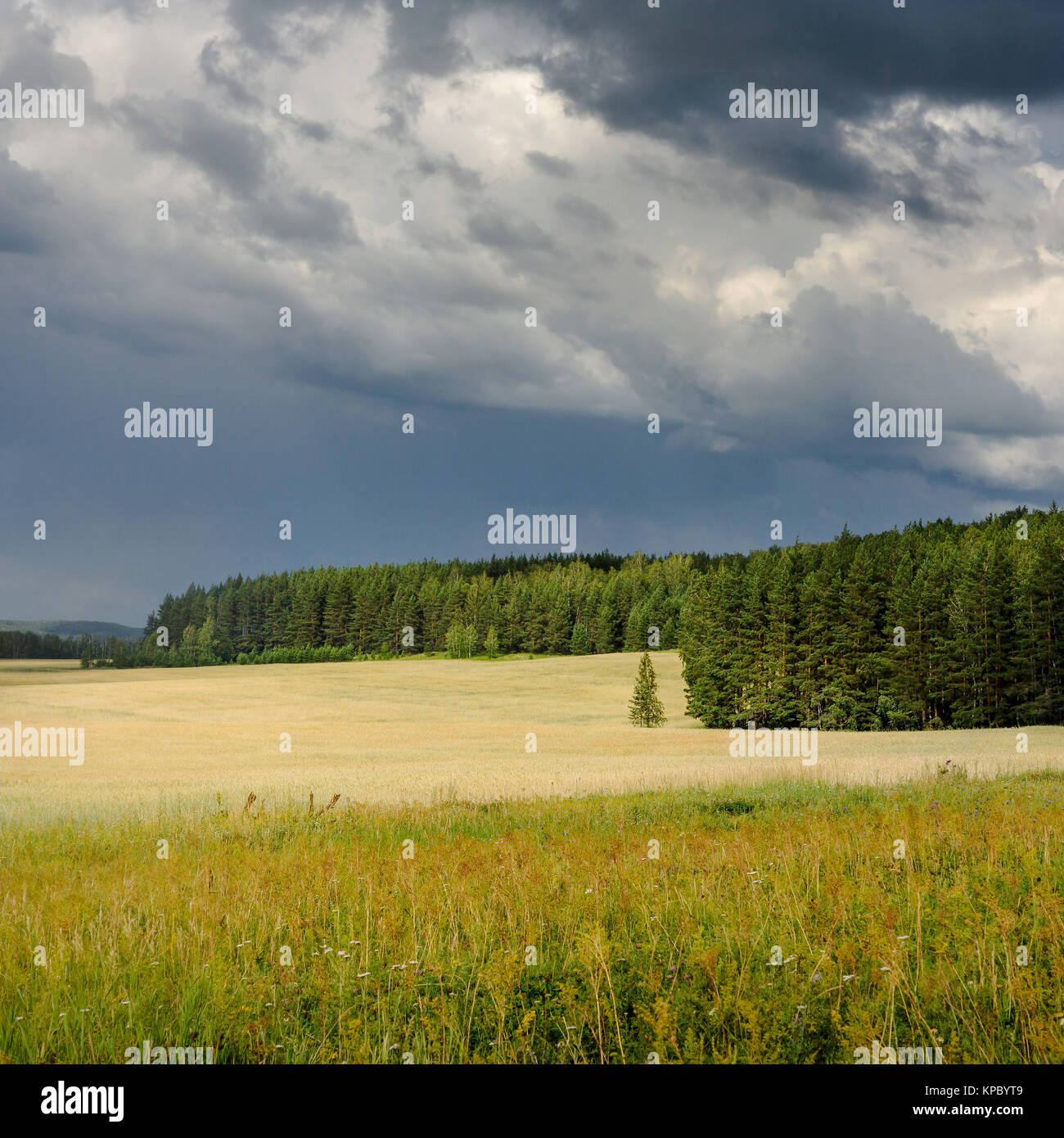 Storm clouds over wheat field Stock Photo - Alamy