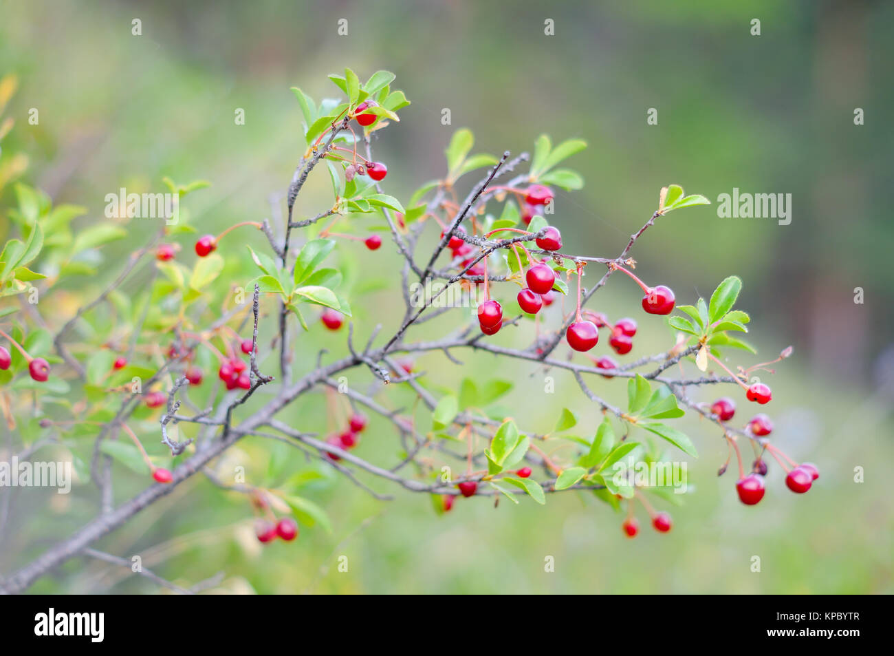 Red wild cherry Stock Photo - Alamy
