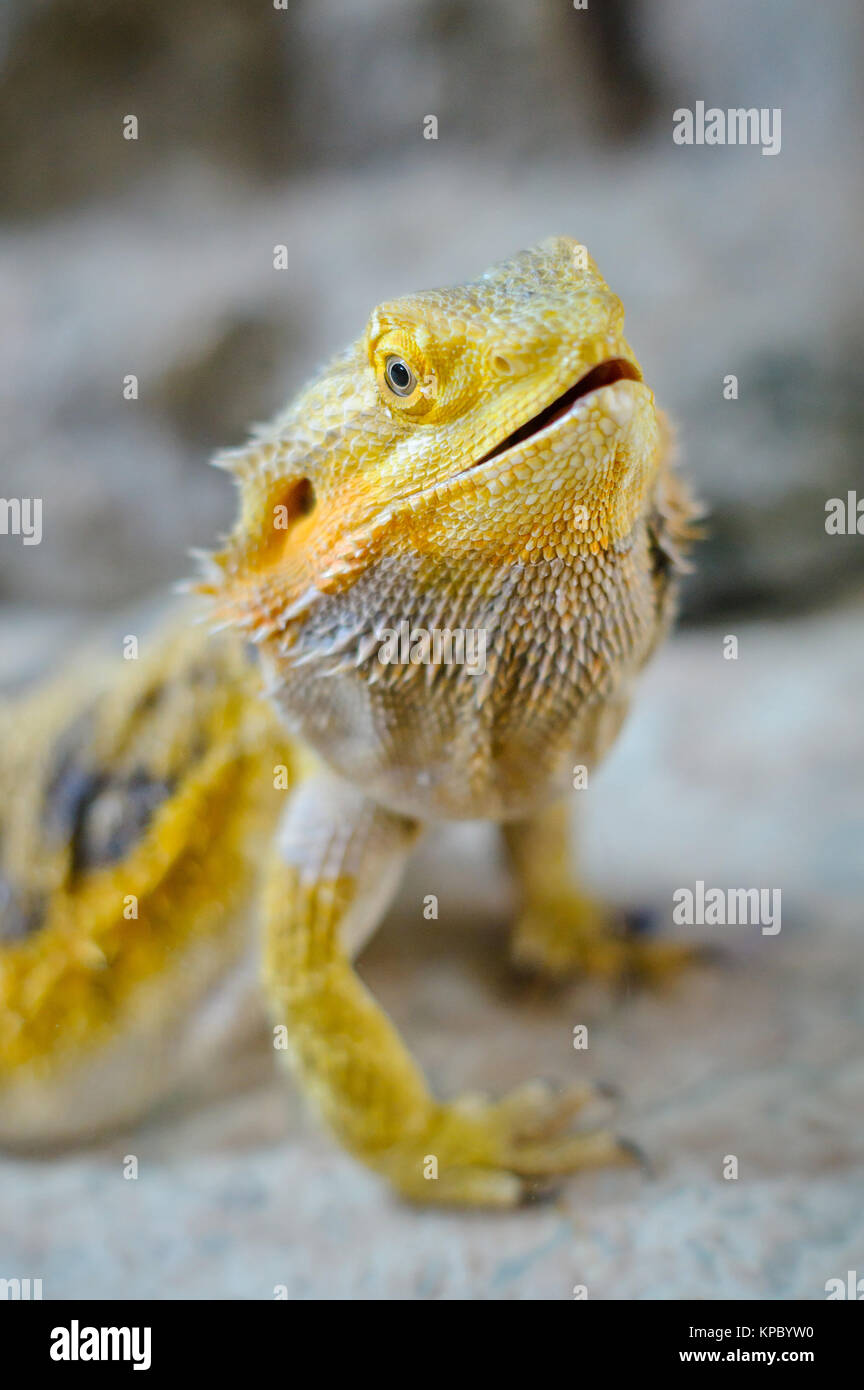 Bearded reptile hi-res stock photography and images - Alamy