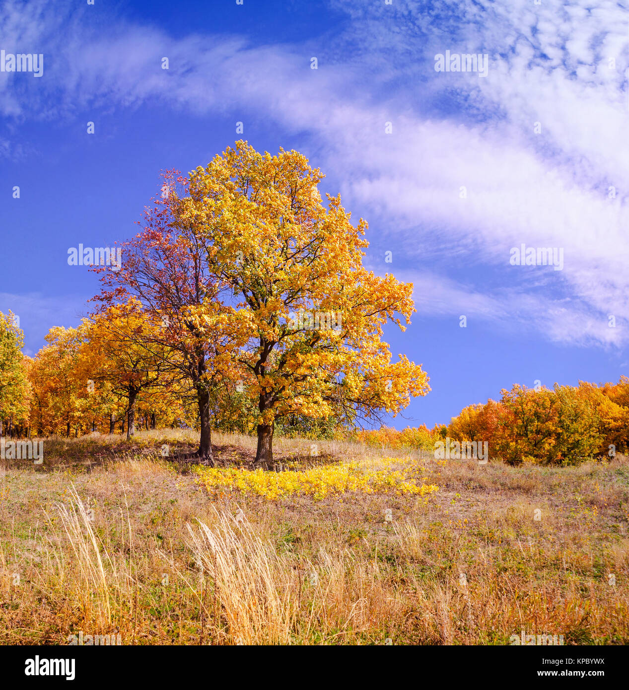 Oak tree on a meadow, autumn Stock Photo - Alamy